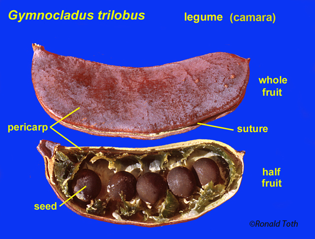 Follicle Fruit Examples